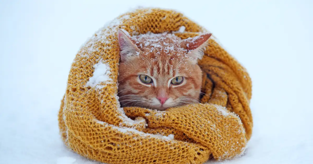 Can Cats Get Colds? Everything You Need to Know